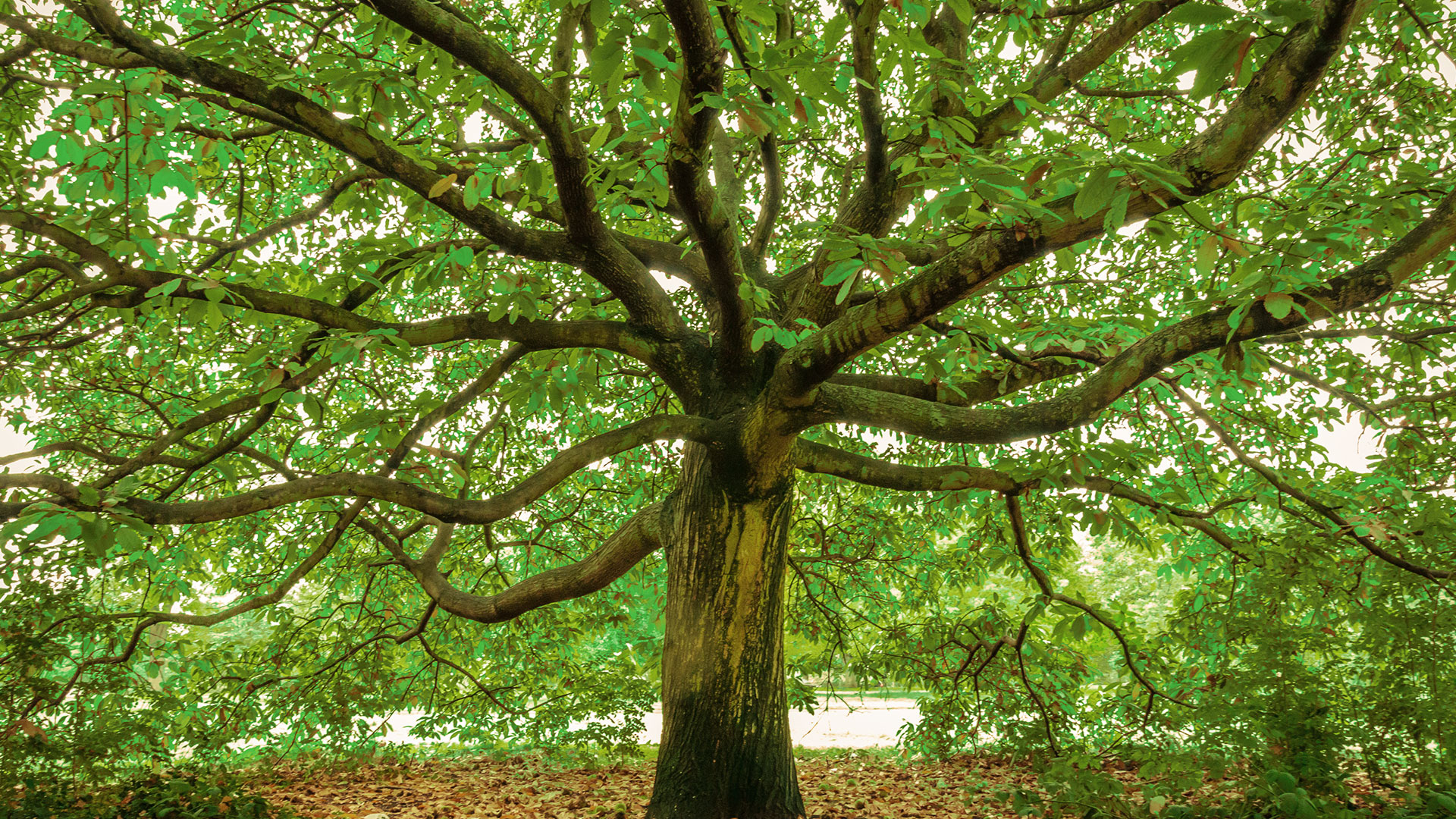 Purpose and Values - TESYA Group